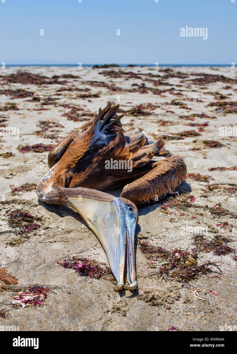 Dead California Brown Pelican on beach in Malibu Stock Photo - Alamy