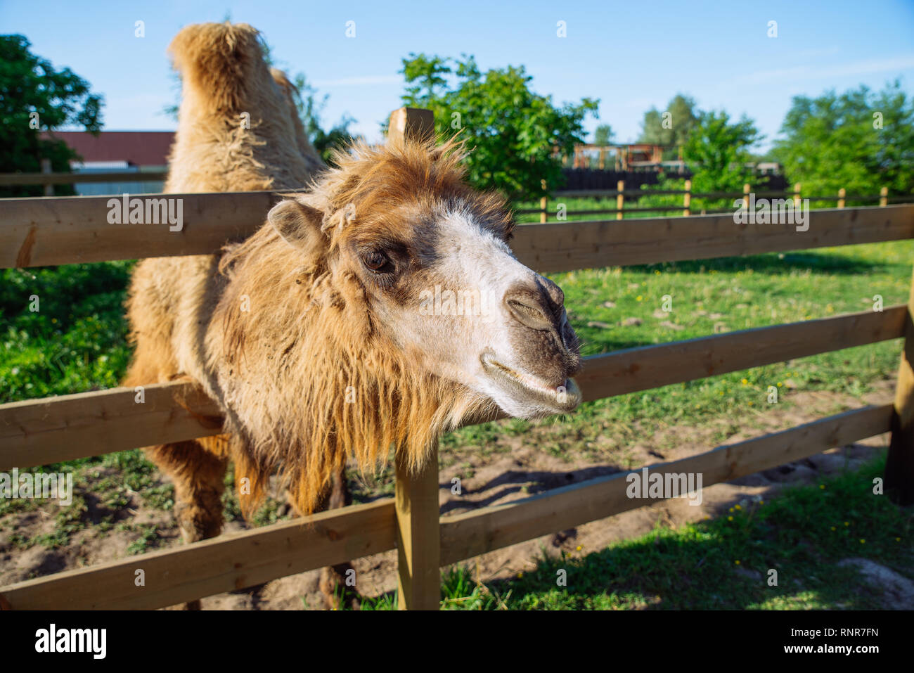 camel close up in zoo. sunny summer day Stock Photo - Alamy