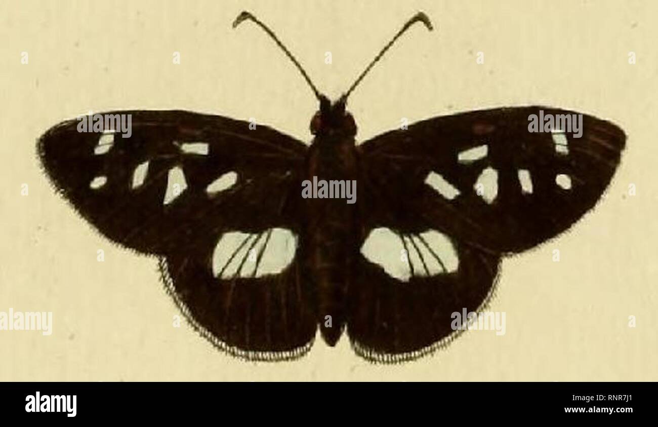 Phorcus hi-res stock photography and images - Alamy