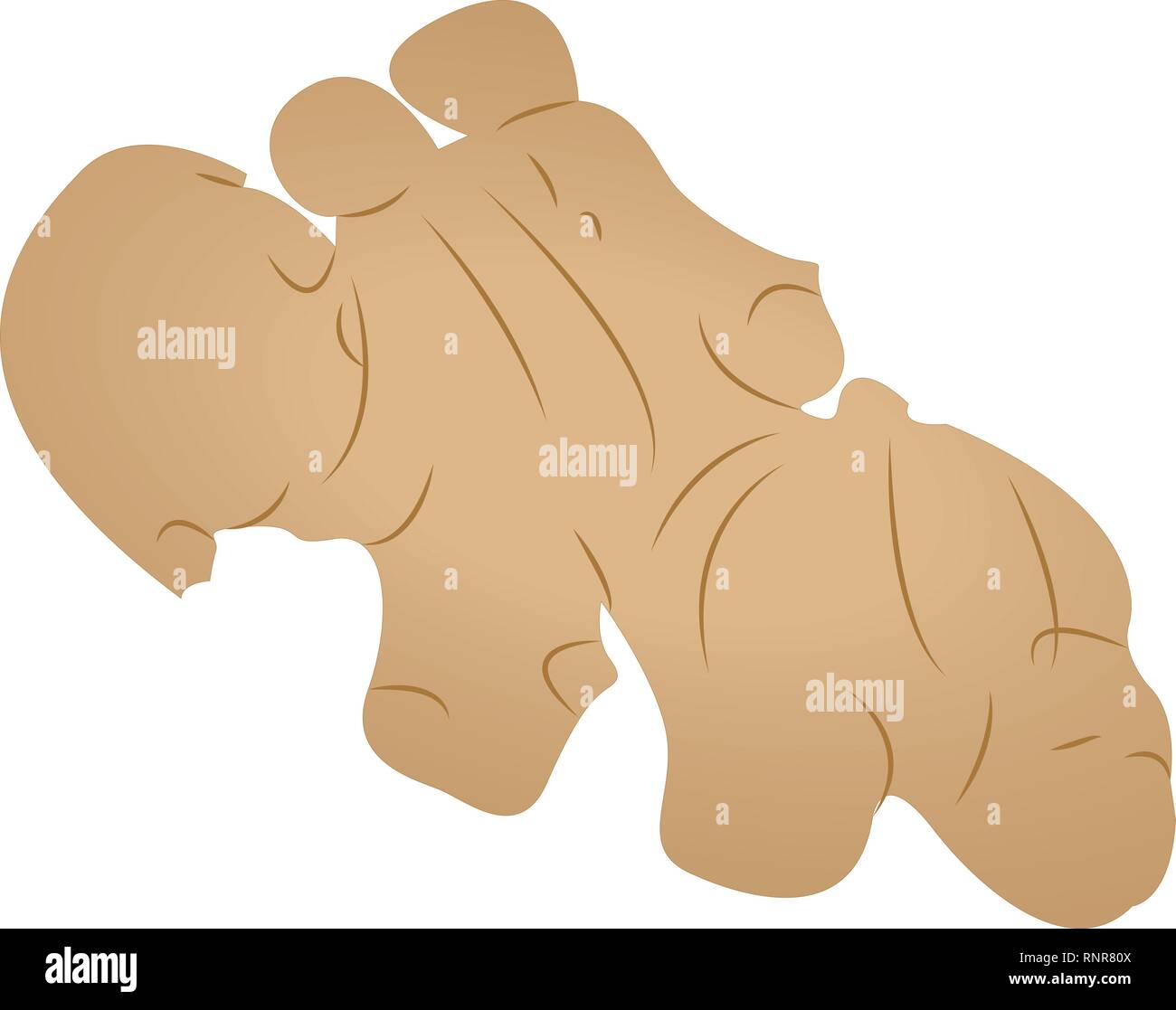 Ginger root condiment spice vector illustration isolated on a white ... Ginger root condiment spice vector illustration isolated on a white ...