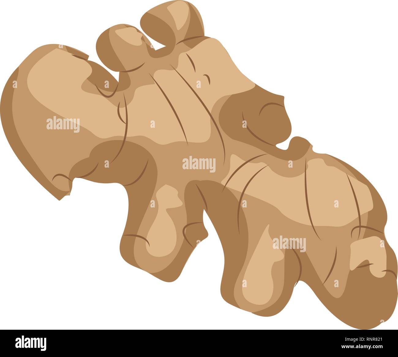 Ginger root condiment spice vector illustration isolated on a white ... Ginger root condiment spice vector illustration isolated on a white ...
