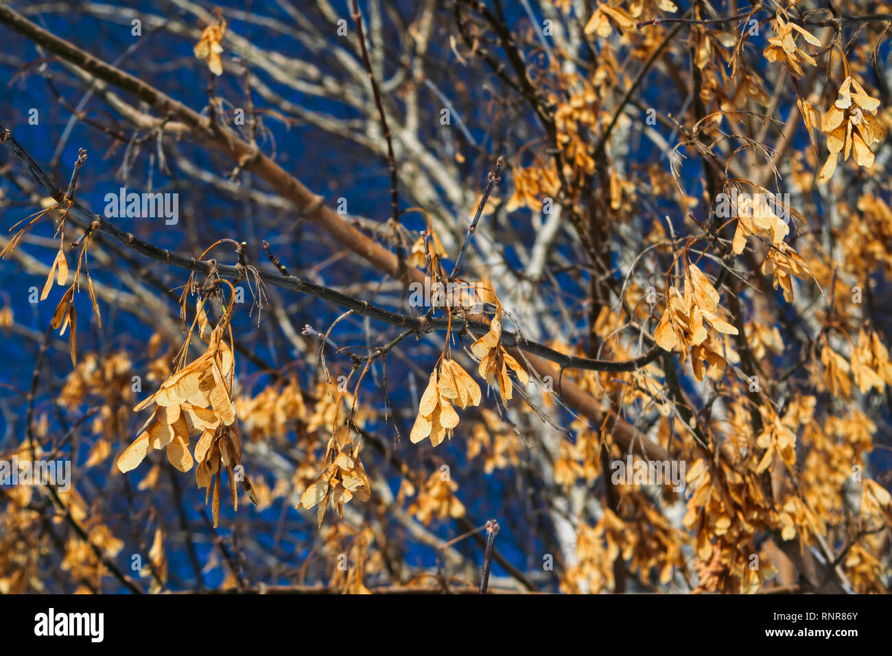 Maple Tree Seeds Closeup High Resolution Stock Photography and Images ...
