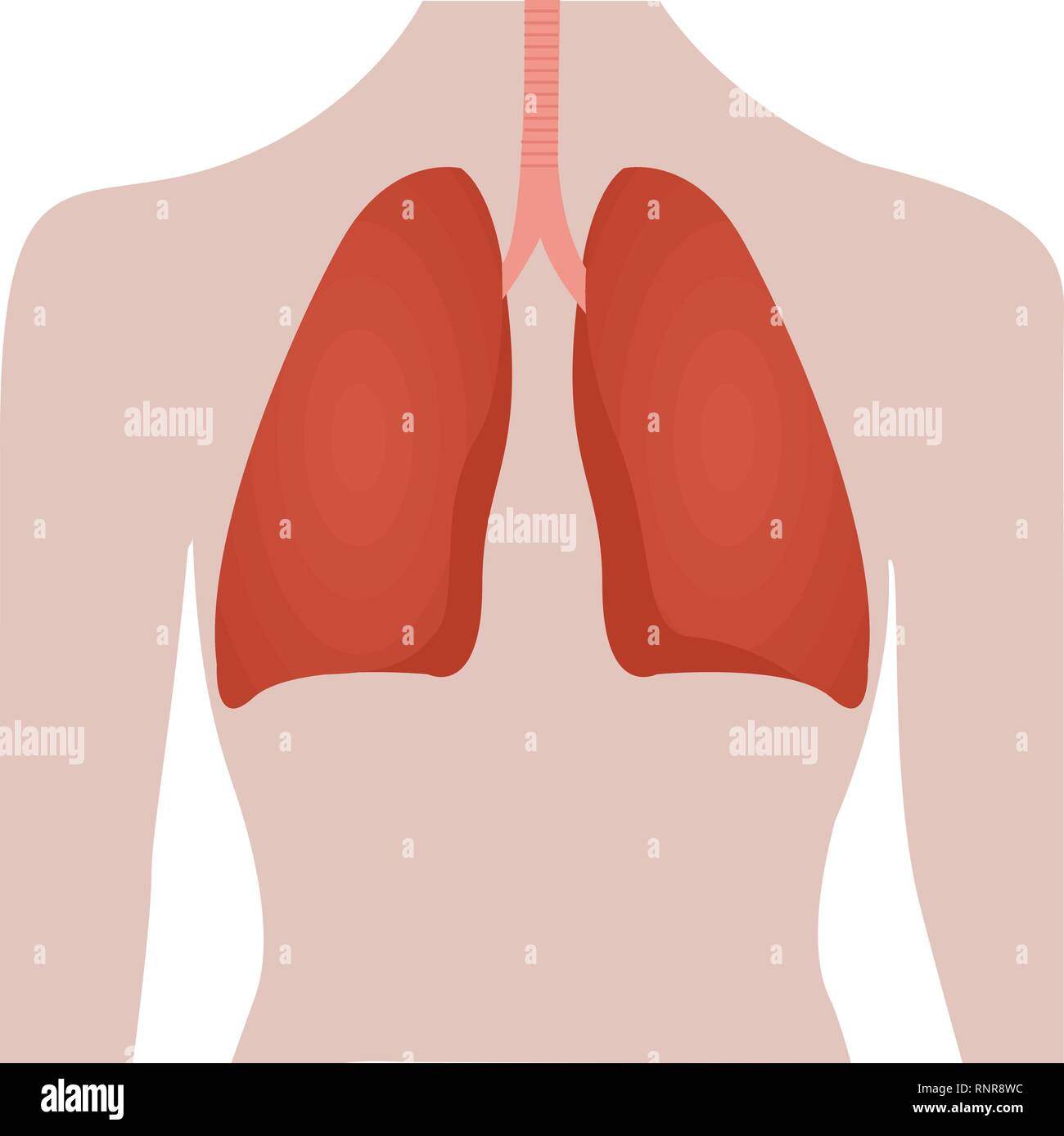 Human lungs location in body vector illustration on a white background ...
