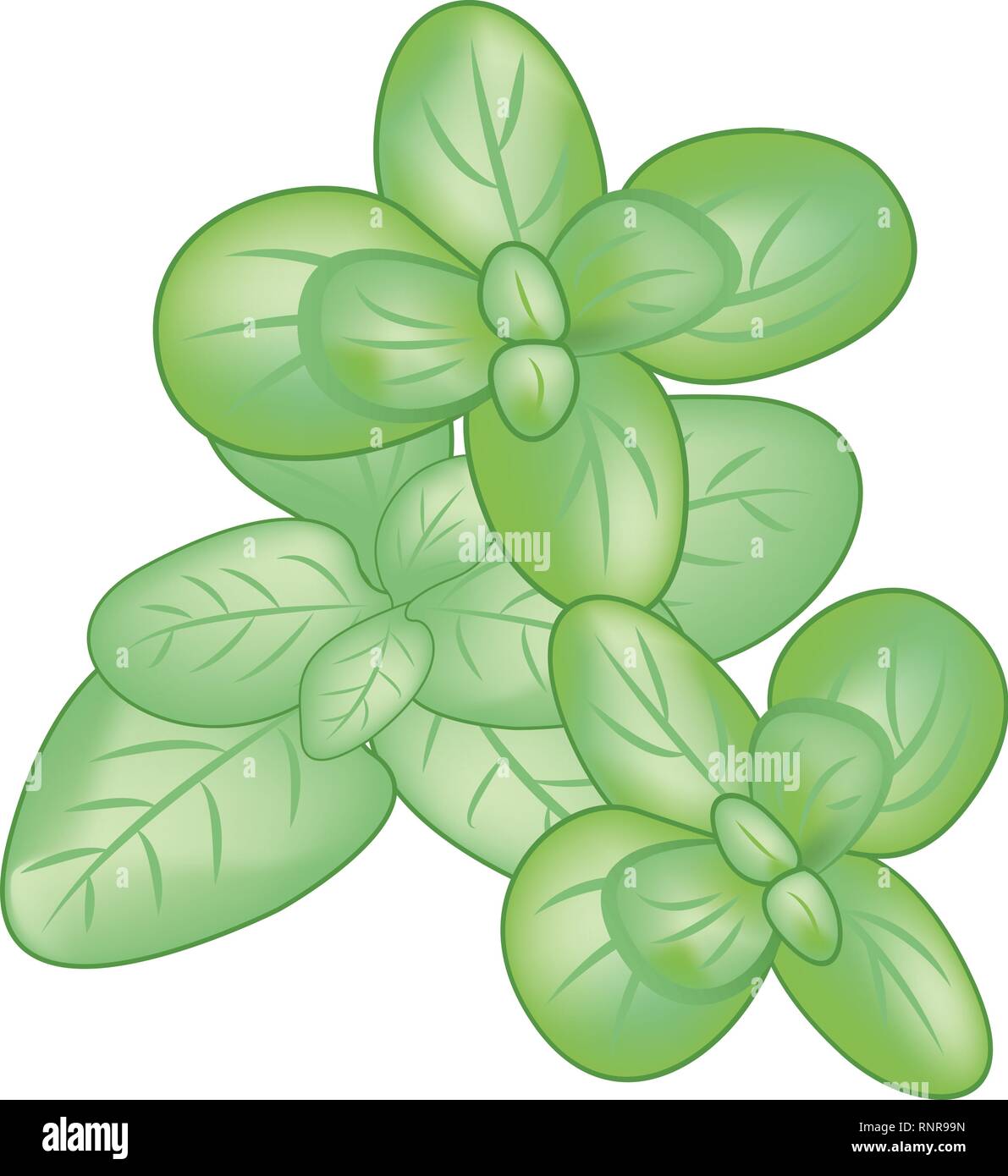 Thyme leaves vector illustration isolated on a white background Stock ...