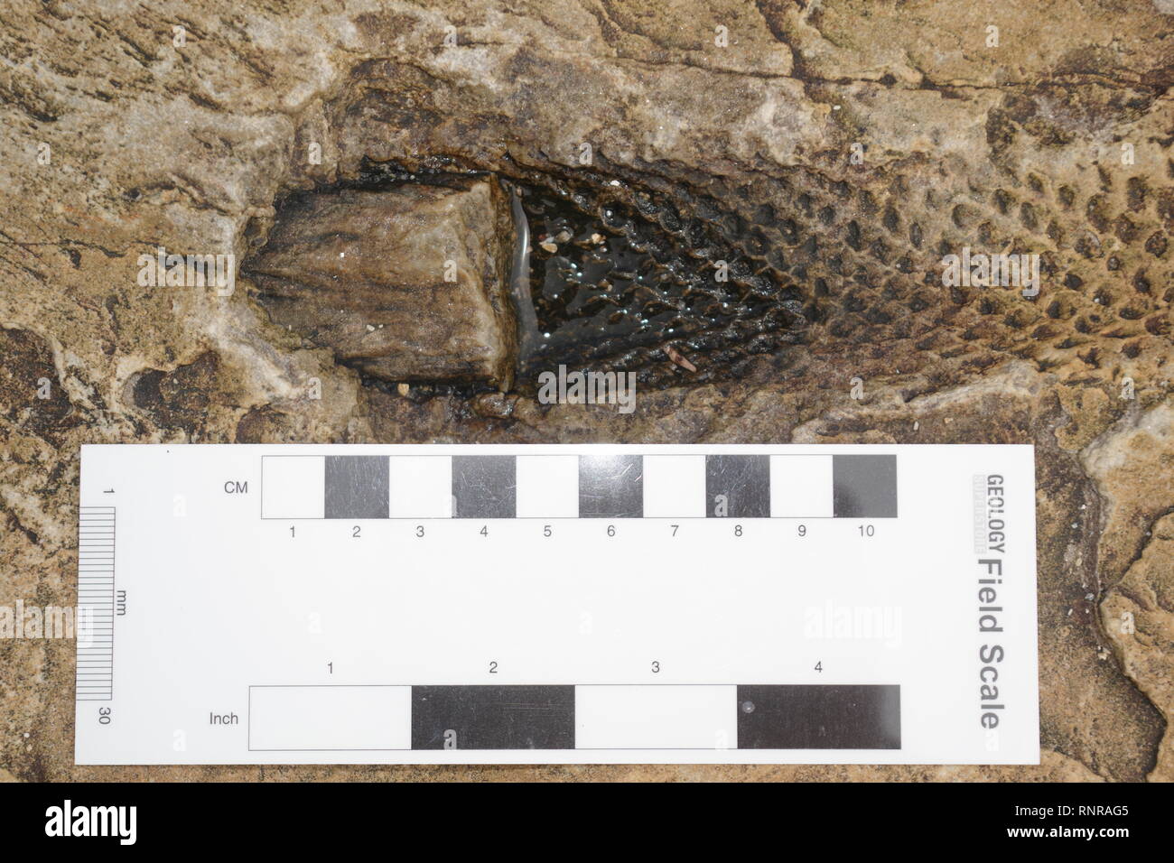 Lepidodendron fossil hi-res stock photography and images - Alamy