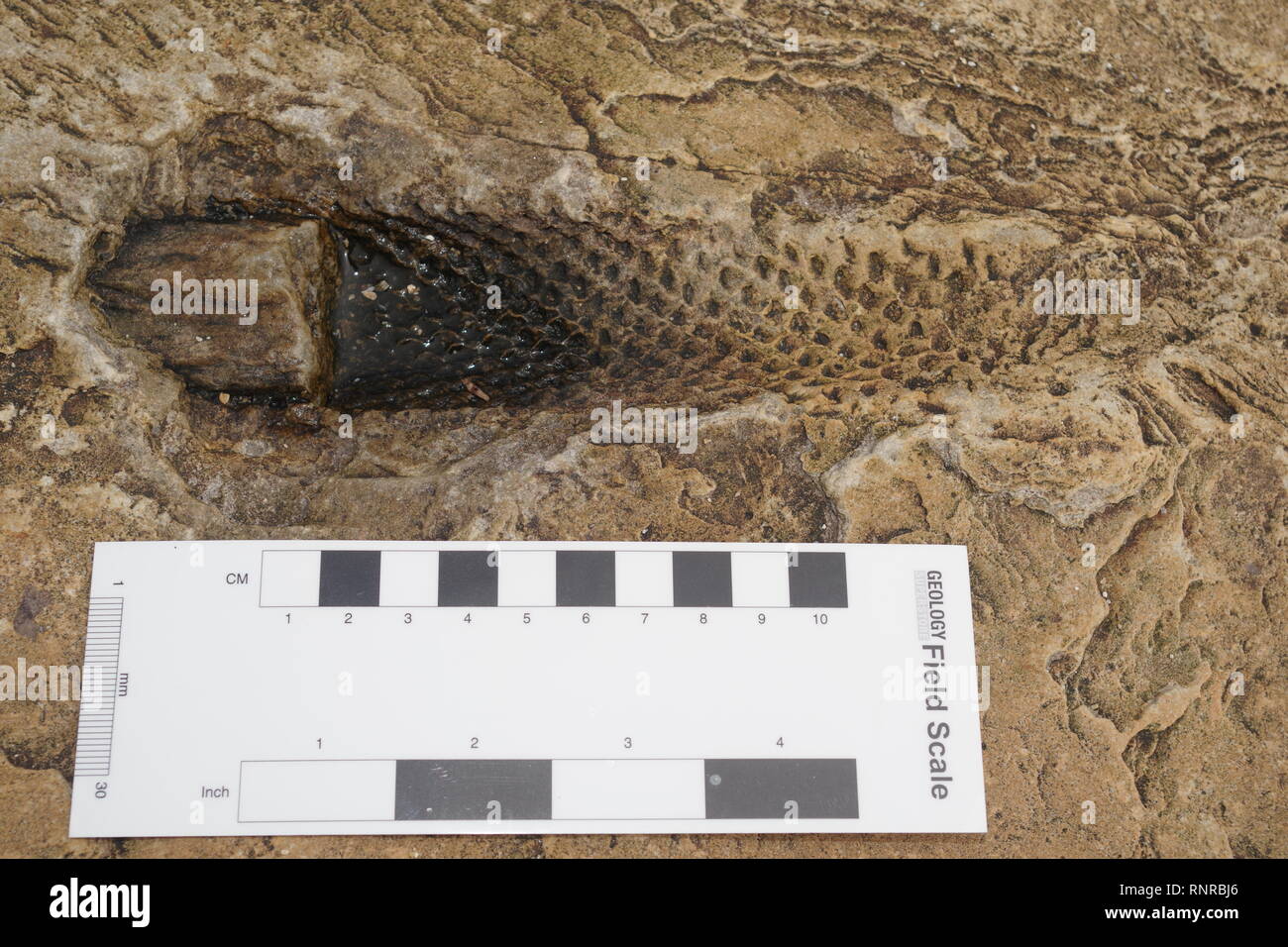 Lepidodendron fossil hi-res stock photography and images - Alamy