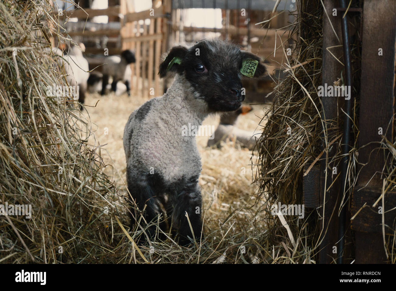 Small sheep shed full of baby sheeps in countryside Stock Photo - Alamy