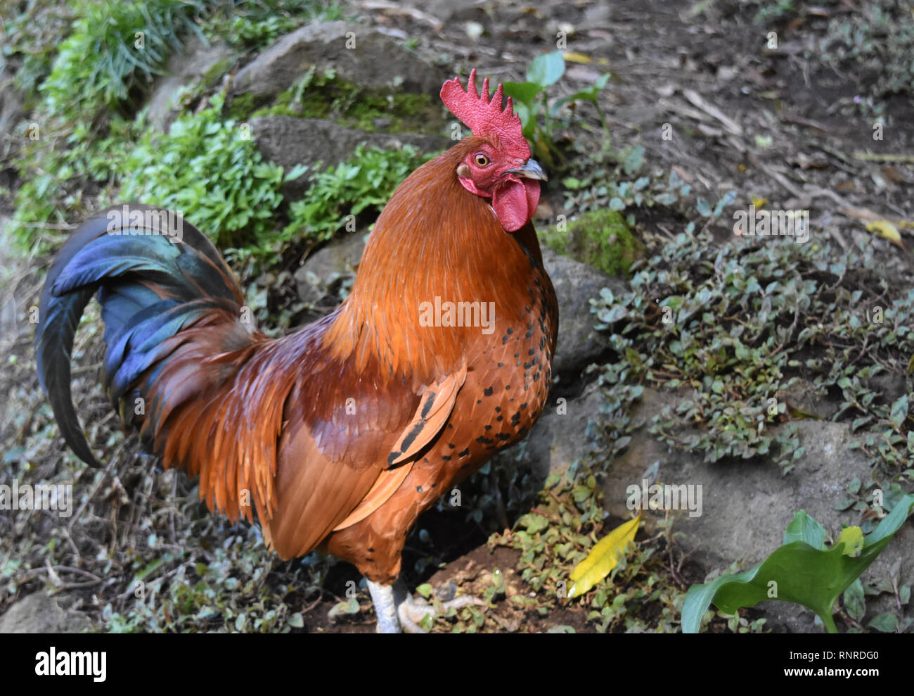 Red crested chicken hi-res stock photography and images - Alamy