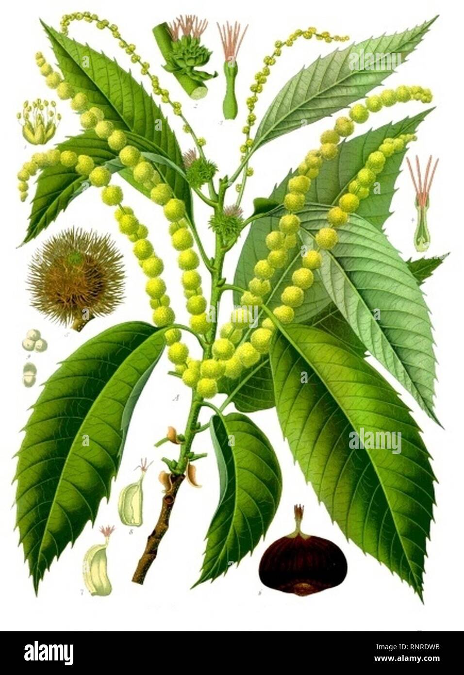 Castanea s hi-res stock photography and images - Alamy