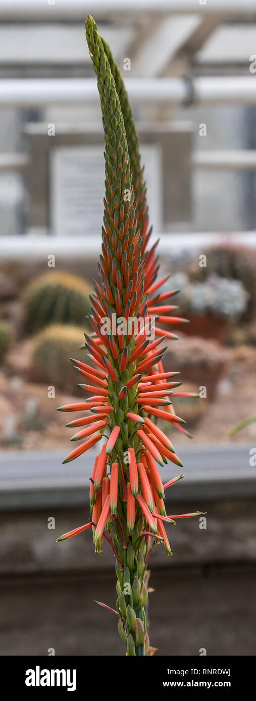 Sheilae hi-res stock photography and images - Alamy