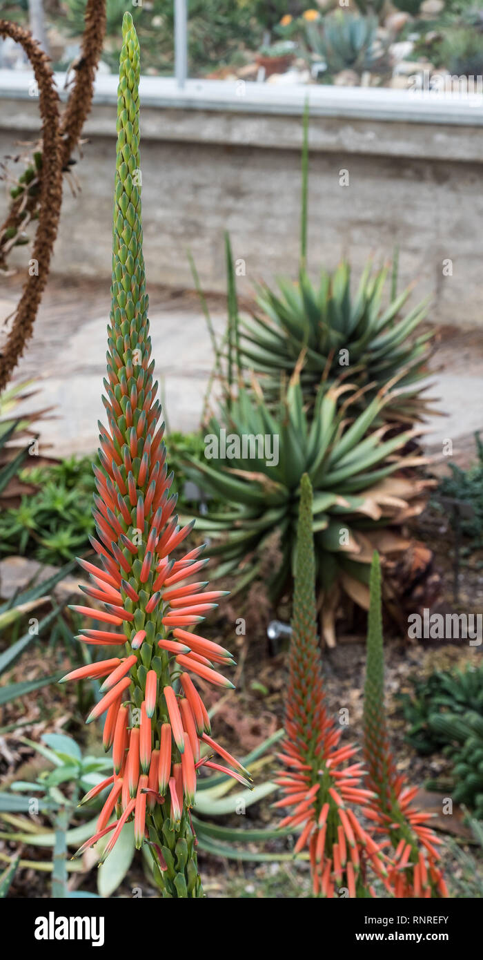 Sheilae hi-res stock photography and images - Alamy