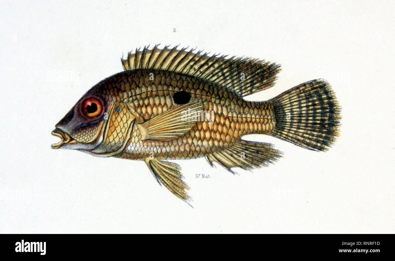 Geophagus obscurus hi-res stock photography and images - Alamy