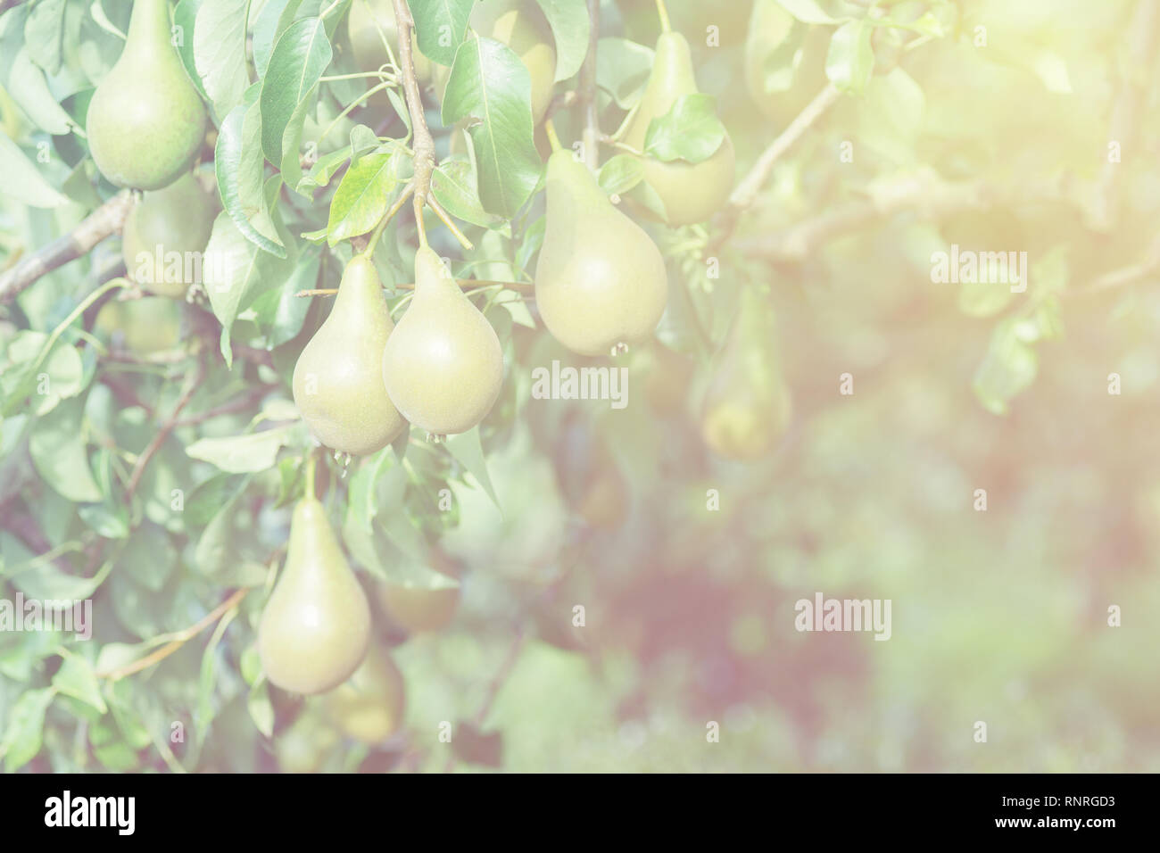 Pear orchard hi-res stock photography and images - Alamy