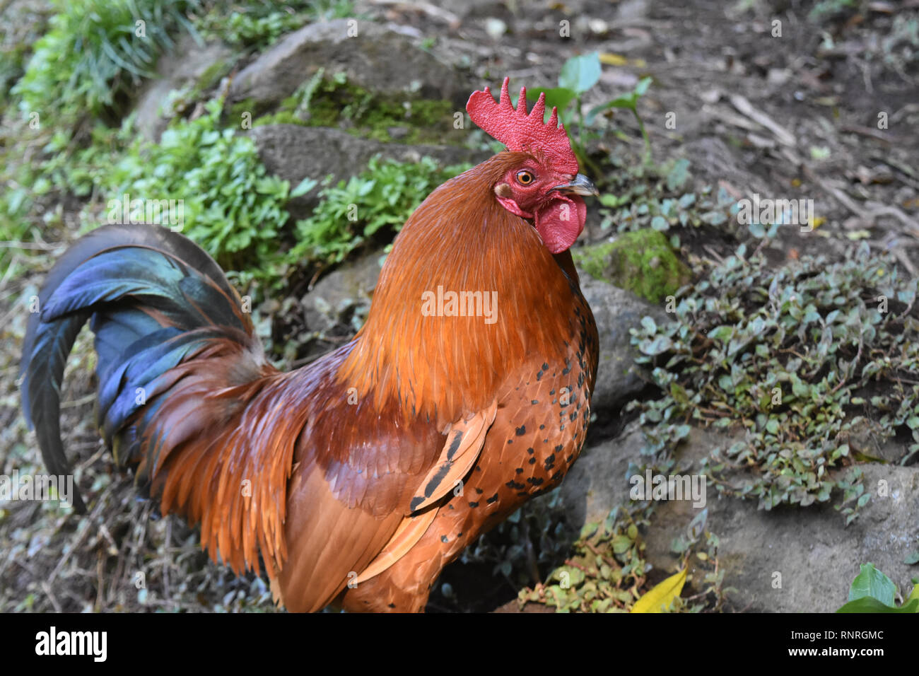 Stunning close up look at a red rooster in the sun Stock Photo - Alamy