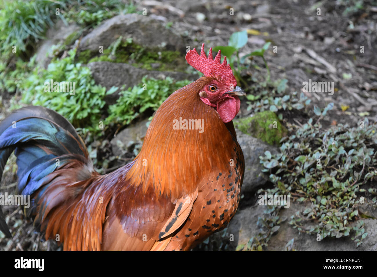 Great close up look into a red crested rooster Stock Photo - Alamy