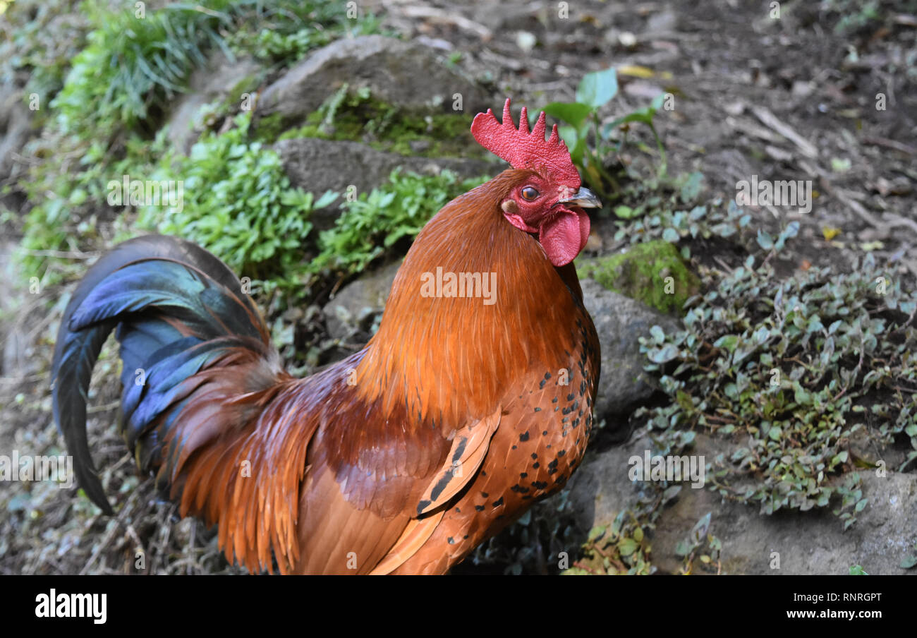 Crested rooster hi-res stock photography and images - Alamy