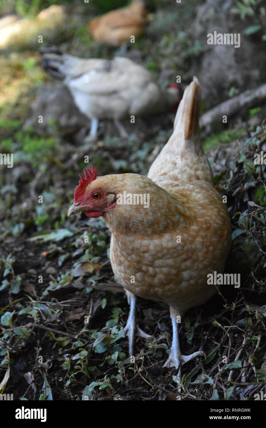 Red crested chicken hi-res stock photography and images - Alamy