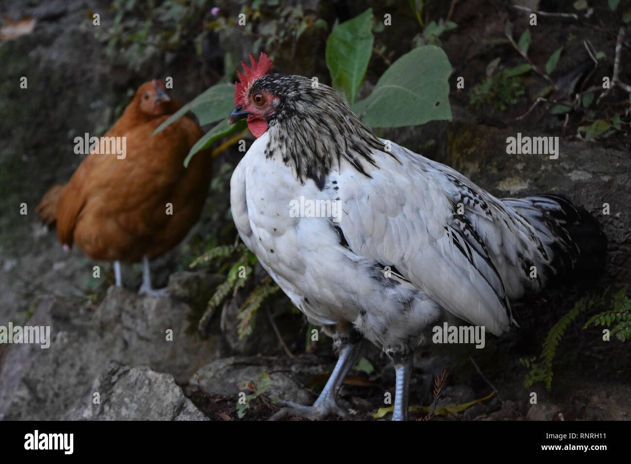 White crested chicken hi-res stock photography and images - Alamy
