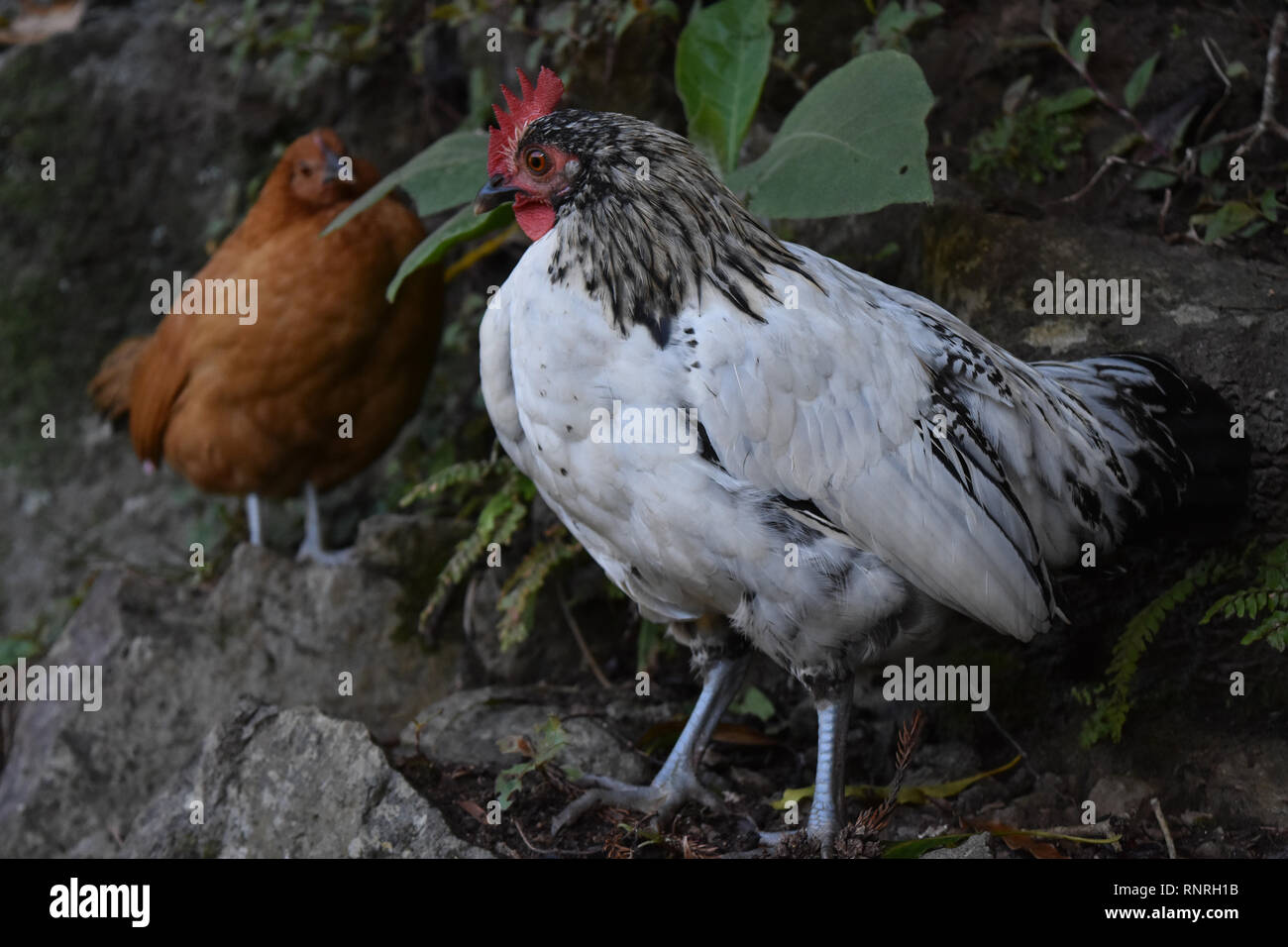 Free range white and black feathered chicken Stock Photo - Alamy