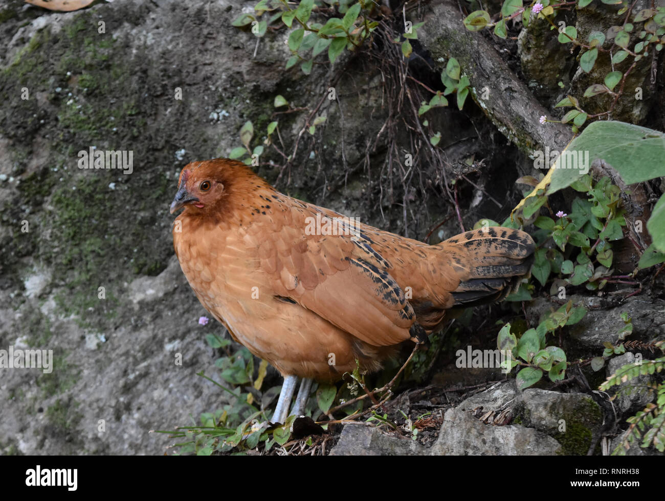 Small light brown hen looking for a place to roost Stock Photo - Alamy
