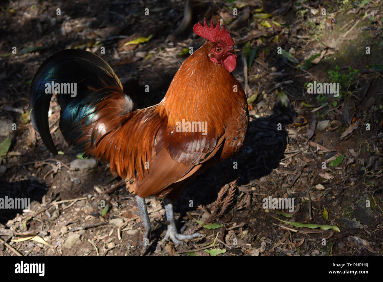 Red crowned and crested rooster with distinctive feathers and markings ...