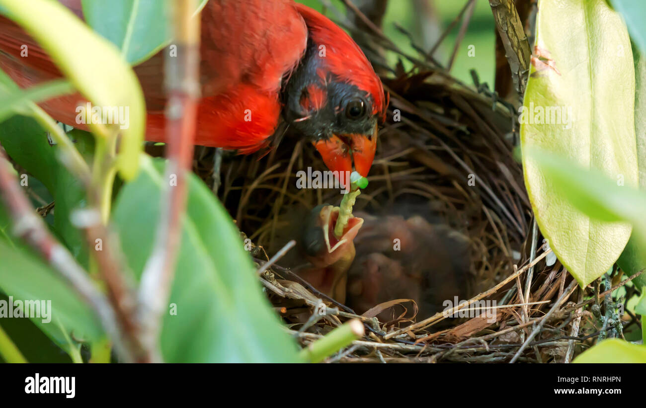 A male cardinal feeds his two day old babies a green worm while ...
