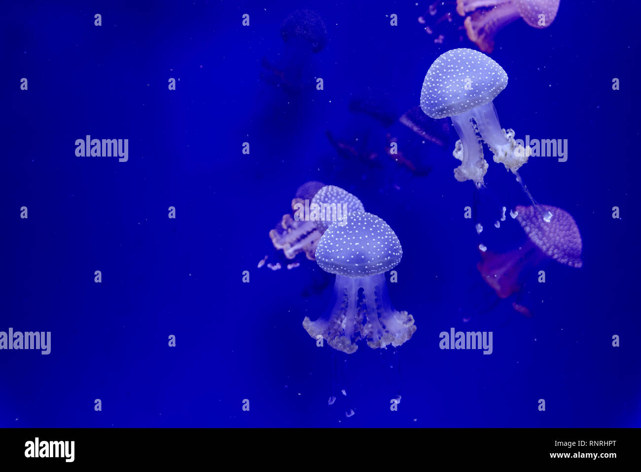 Jellyfish ecosystem hi-res stock photography and images - Alamy