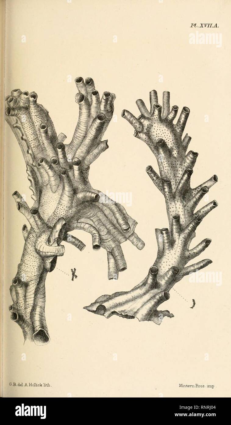 Polyzoa Stock Photos & Polyzoa Stock Images - Alamy