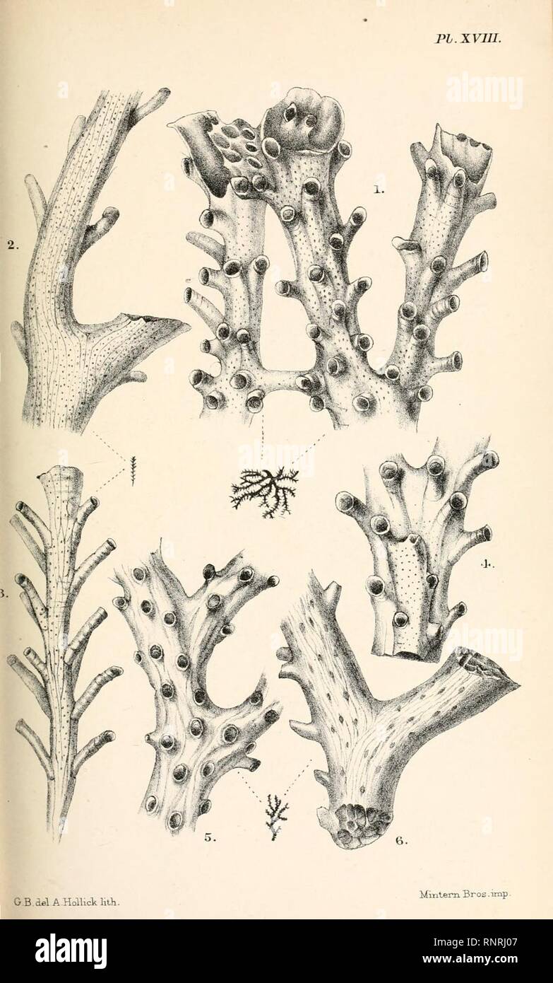 Polyzoa hi-res stock photography and images - Alamy