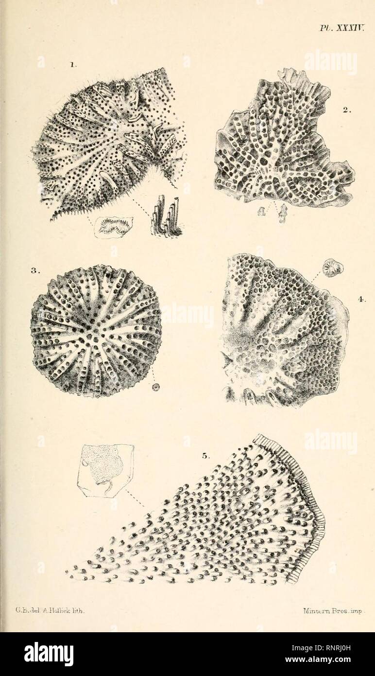 Polyzoa hi-res stock photography and images - Alamy