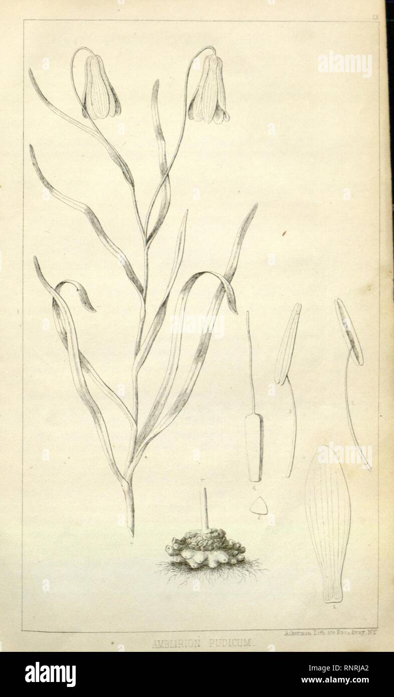 Catalogue of plants collected by the expedition (Plate IX Stock Photo ...