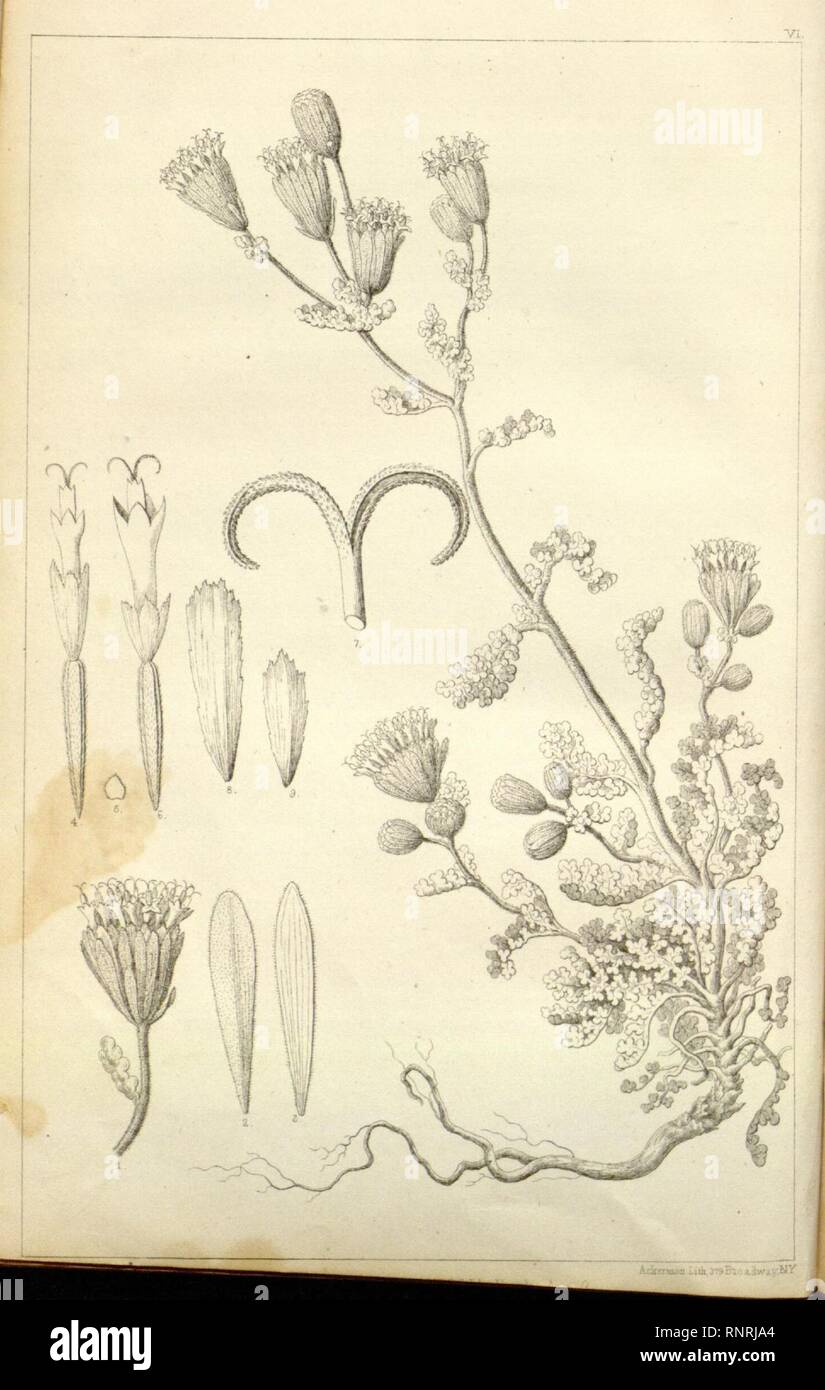 Catalogue of plants collected by the expedition (Plate VI Stock Photo ...