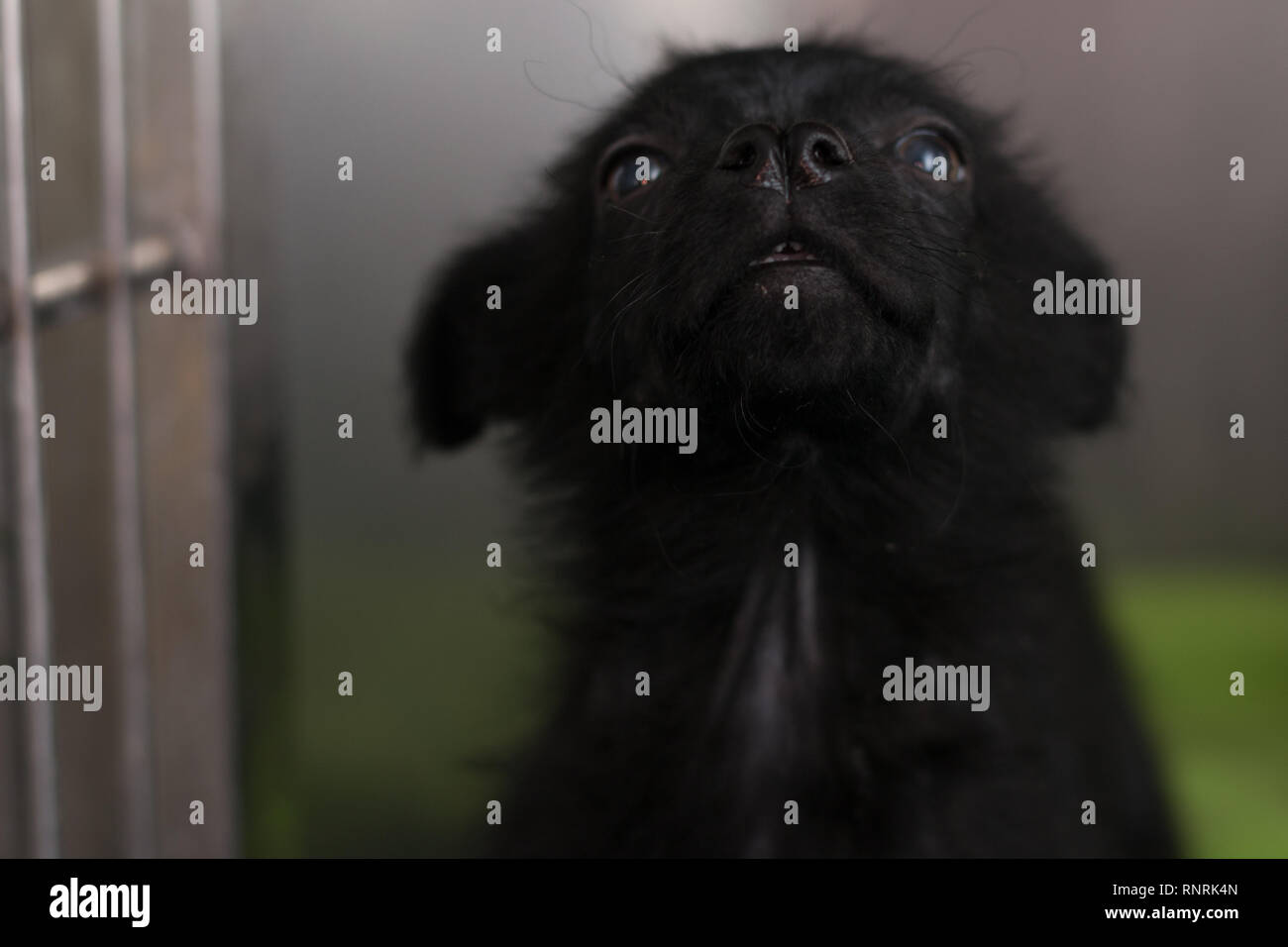 black puppy with split nose and demodectic mange, located at the head ...