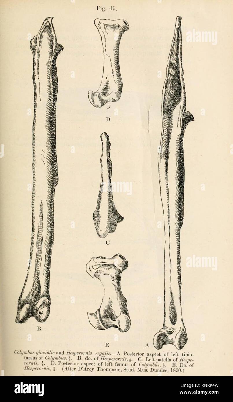 Fossil catalogue hi-res stock photography and images - Alamy