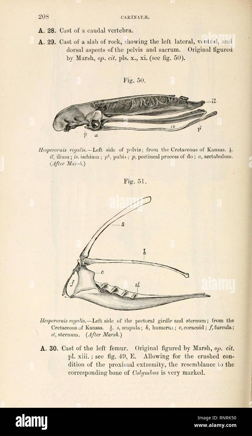 Fossil catalogue hi-res stock photography and images - Alamy
