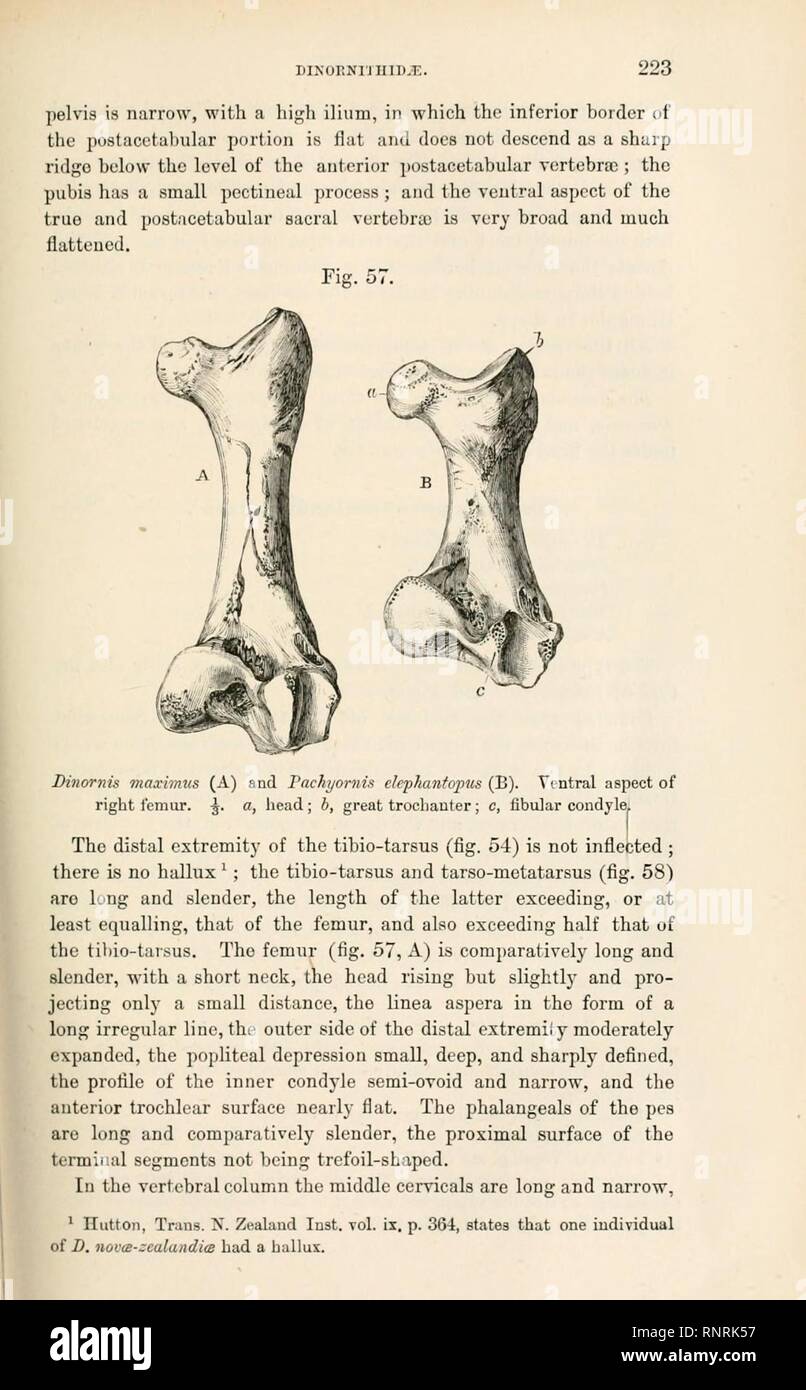 Fossil catalogue hi-res stock photography and images - Alamy