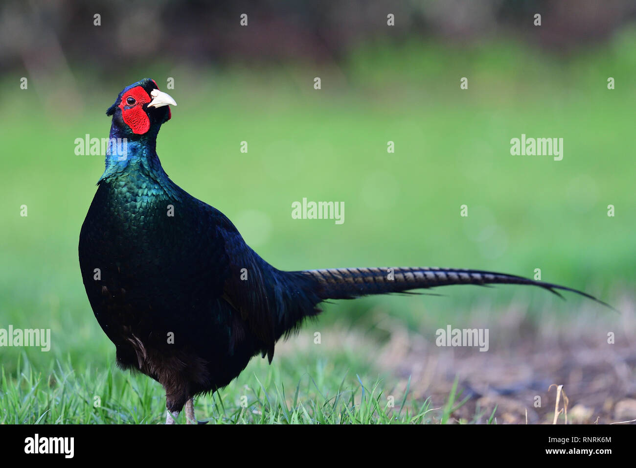Melanistic Pheasant High Resolution Stock Photography and Images - Alamy