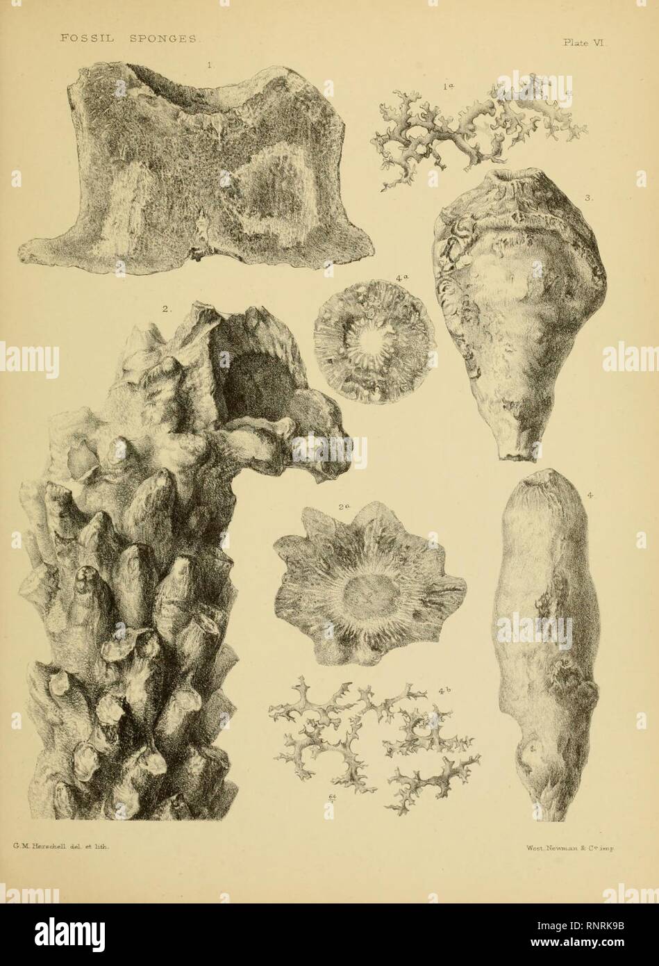 Catalogue of the fossil sponges in the Geological Department Stock ...