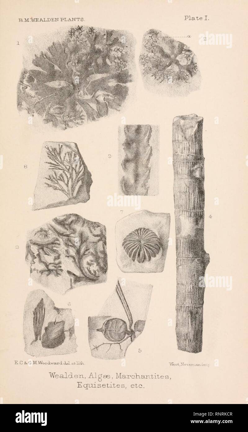 Catalogue of the Mesozoic plants in the Department of Geology Stock ...