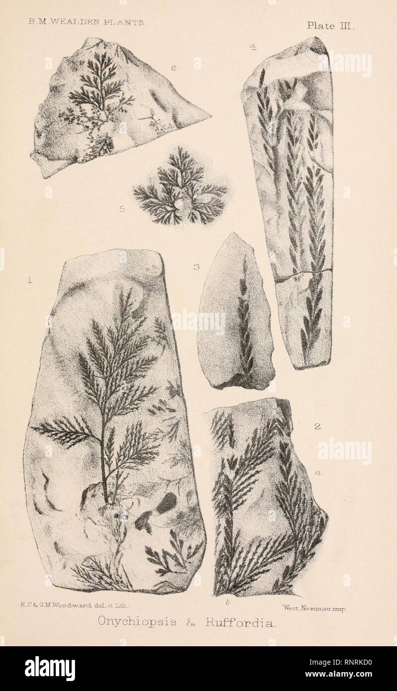 Catalogue of the Mesozoic plants in the Department of Geology Stock ...