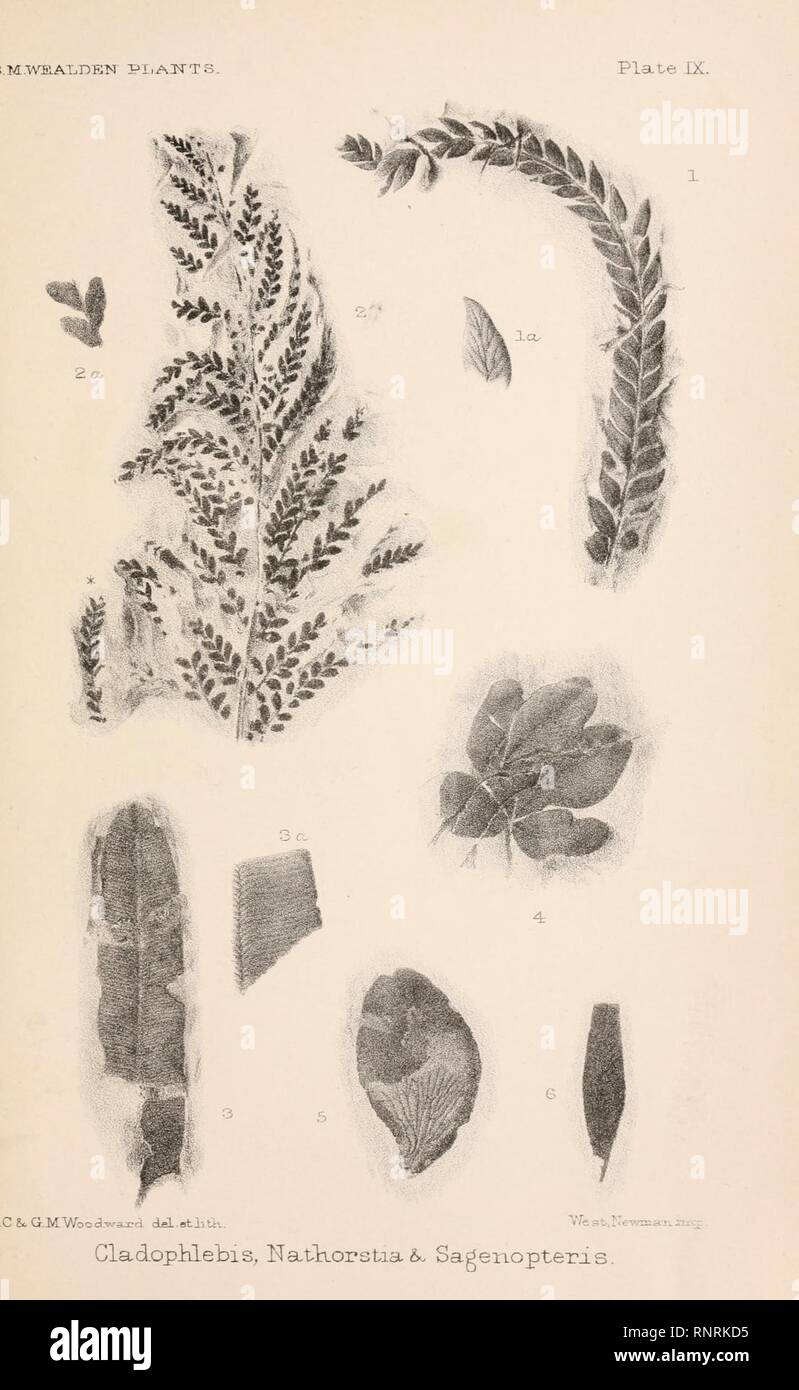 Catalogue of the Mesozoic plants in the Department of Geology Stock ...
