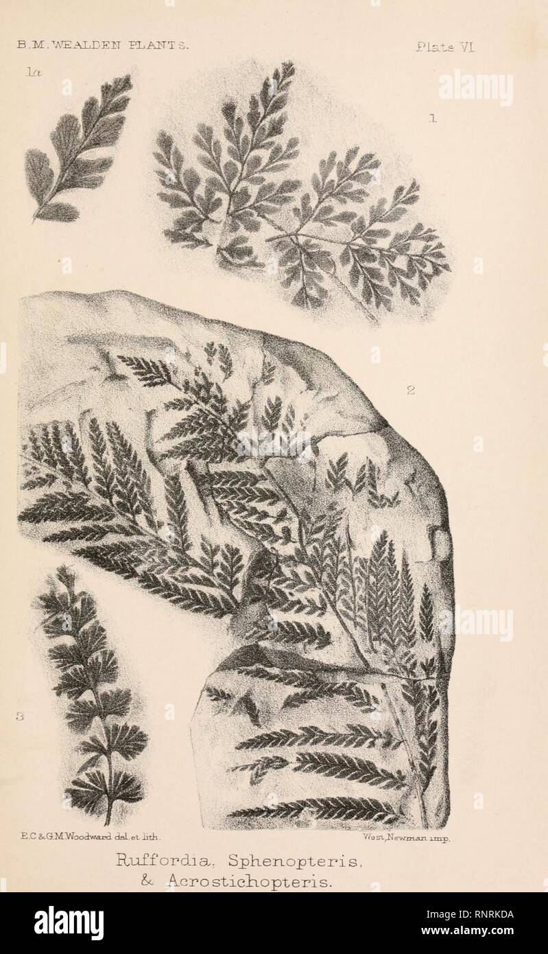 Catalogue of the Mesozoic plants in the Department of Geology Stock ...
