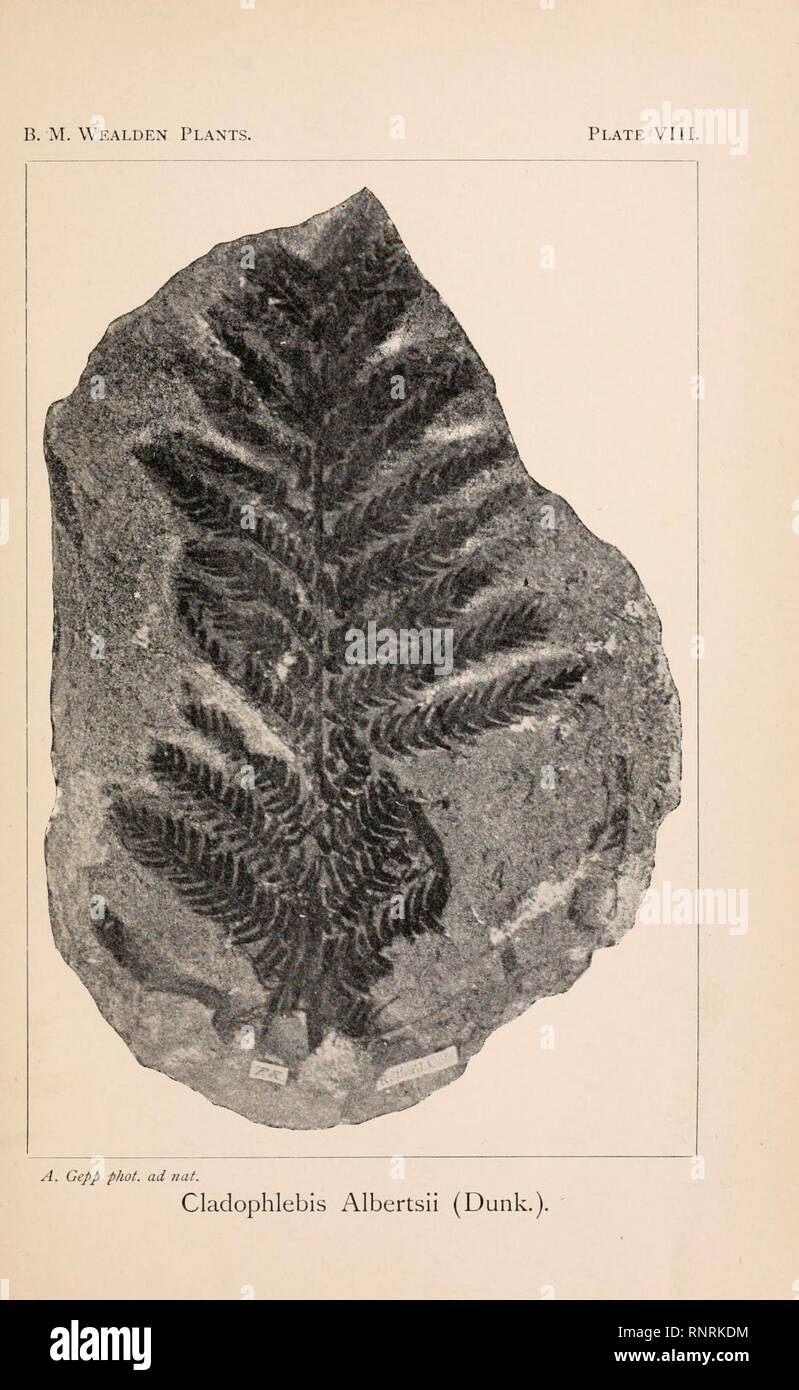 Catalogue of the Mesozoic plants in the Department of Geology Stock ...