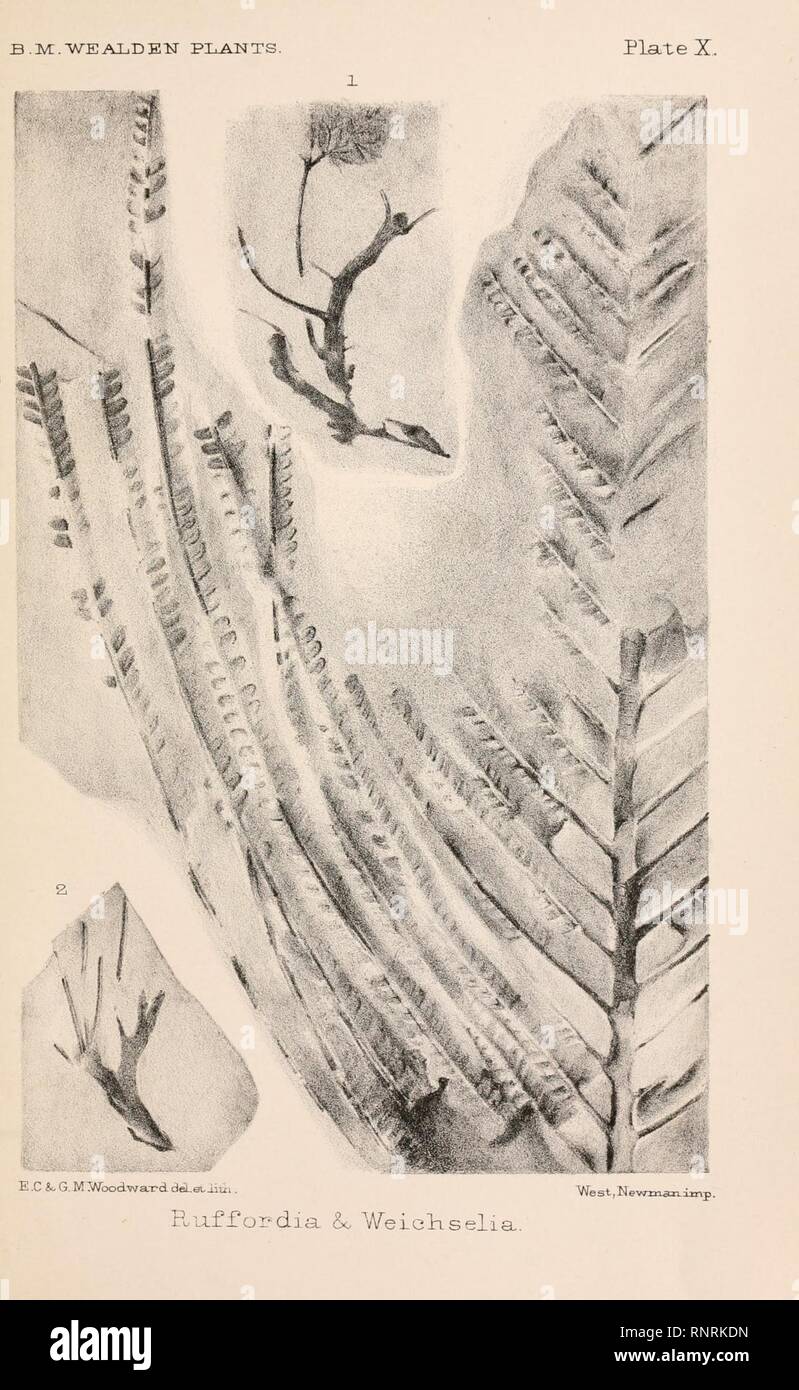 Catalogue of the Mesozoic plants in the Department of Geology Stock ...