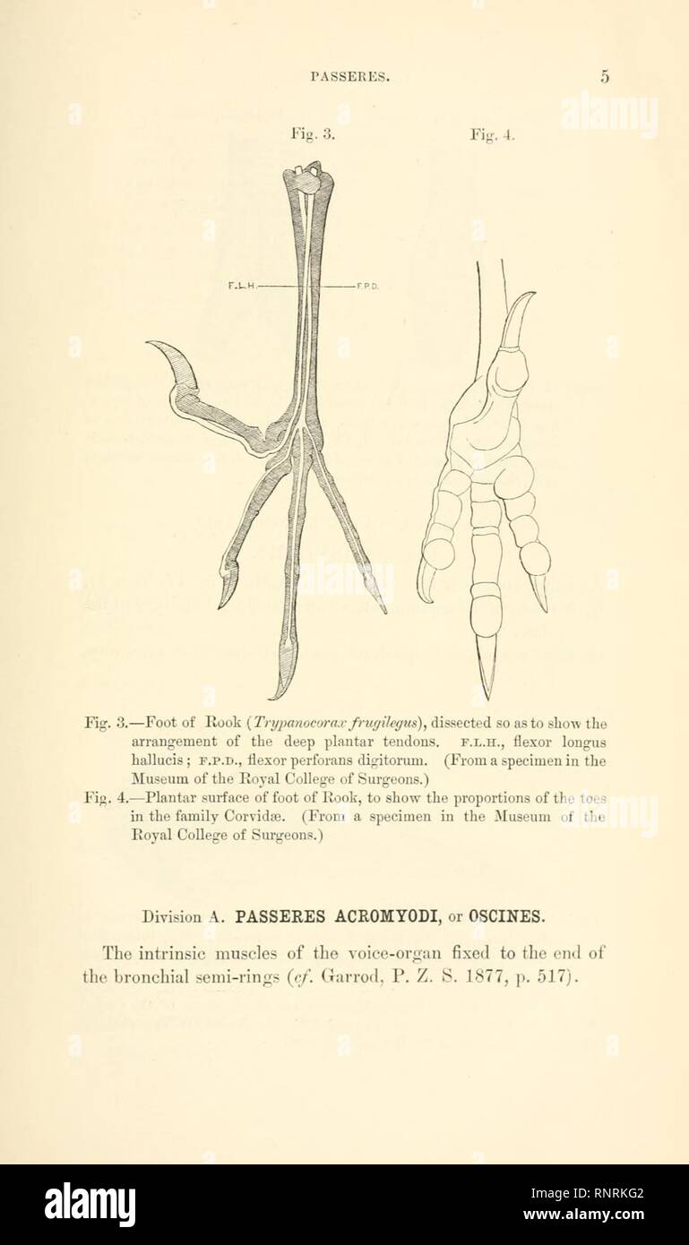 Catalogue of the specimens illustrating the osteology of vertebrated ...