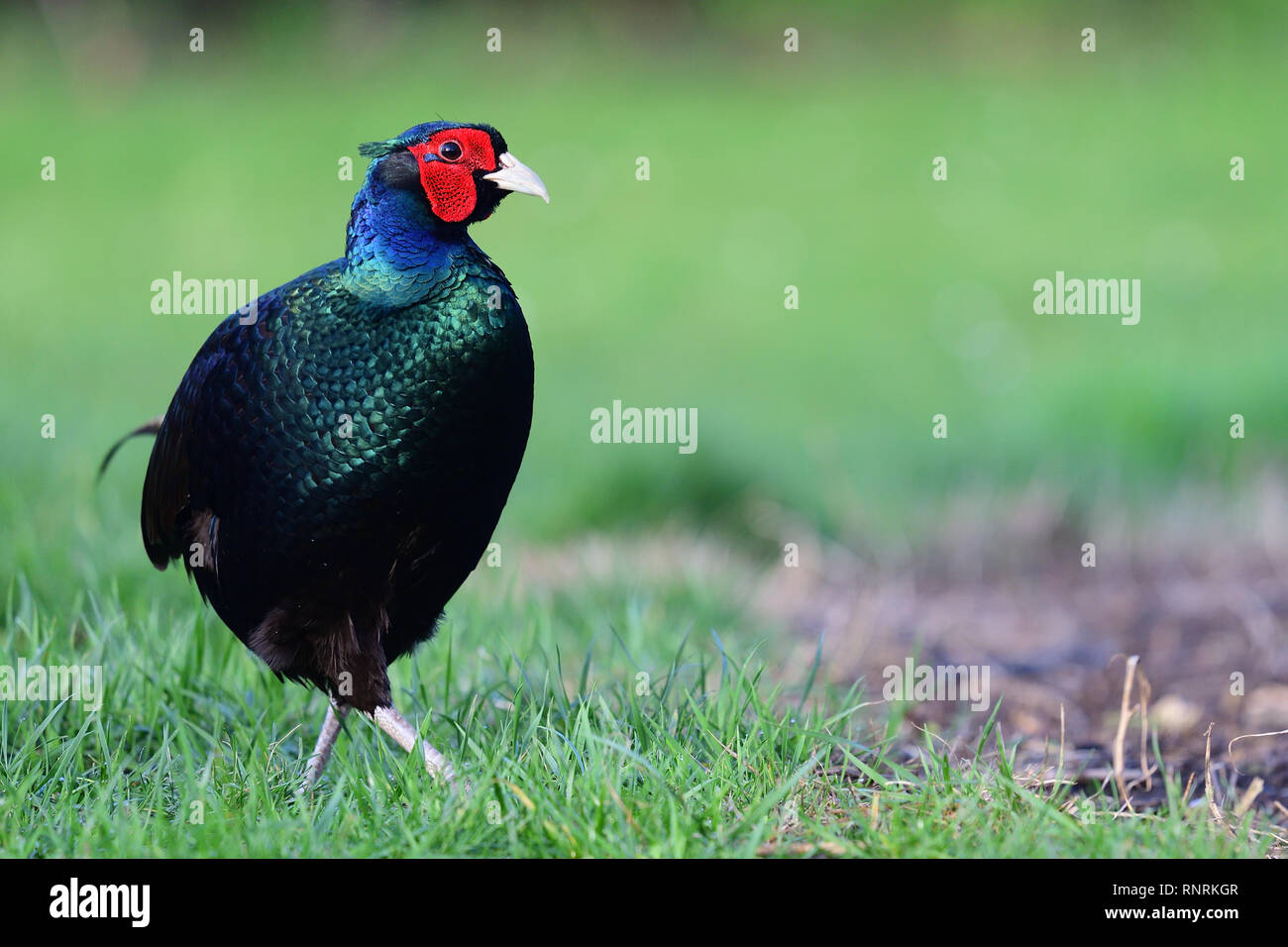 Melanistic pheasant hi-res stock photography and images - Alamy