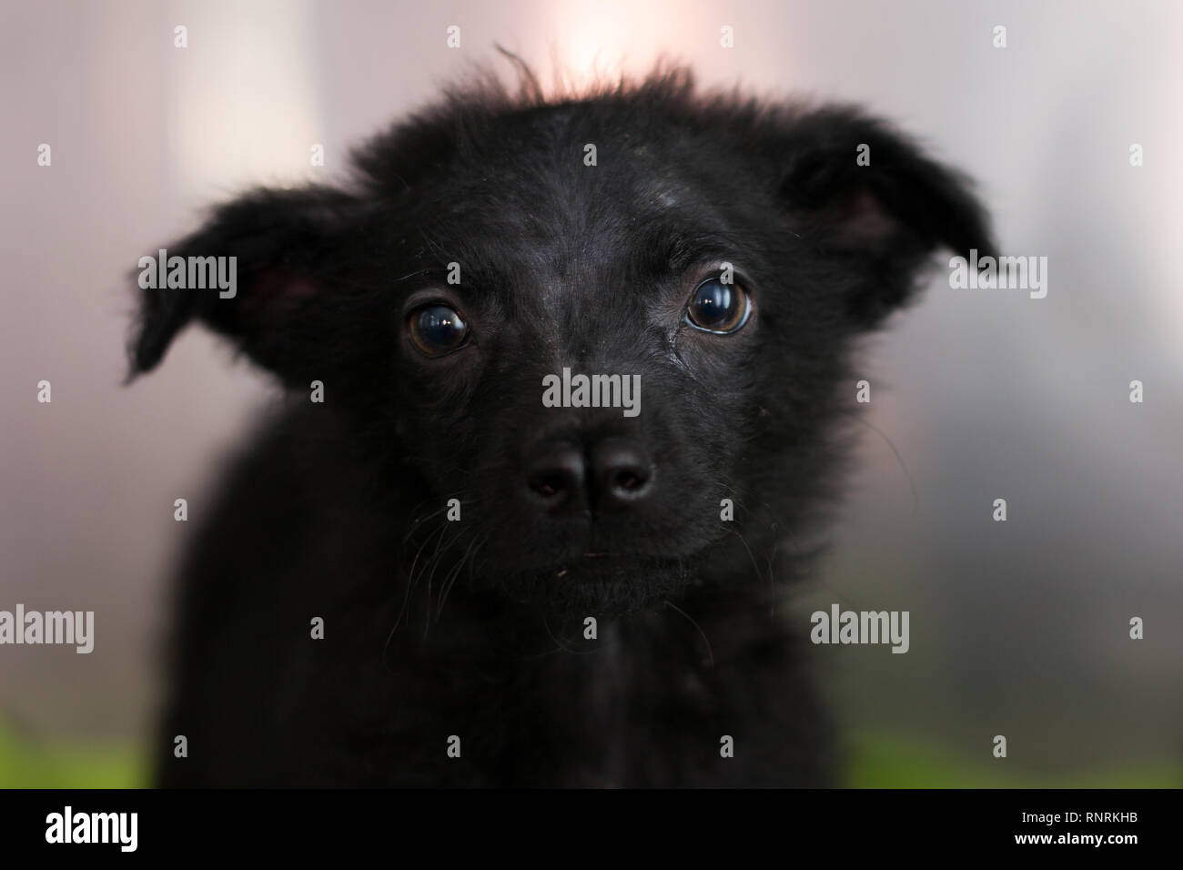 black puppy with split nose and demodectic mange, located at the head ...