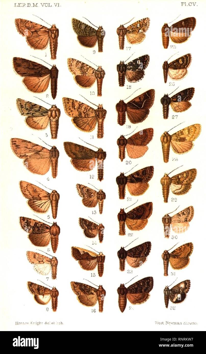 Plate cv hi-res stock photography and images - Alamy