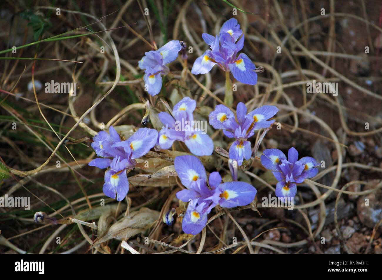 Dwarf Iris (Moraea sisyrinchium) flowering at noon-time in the garigue ...