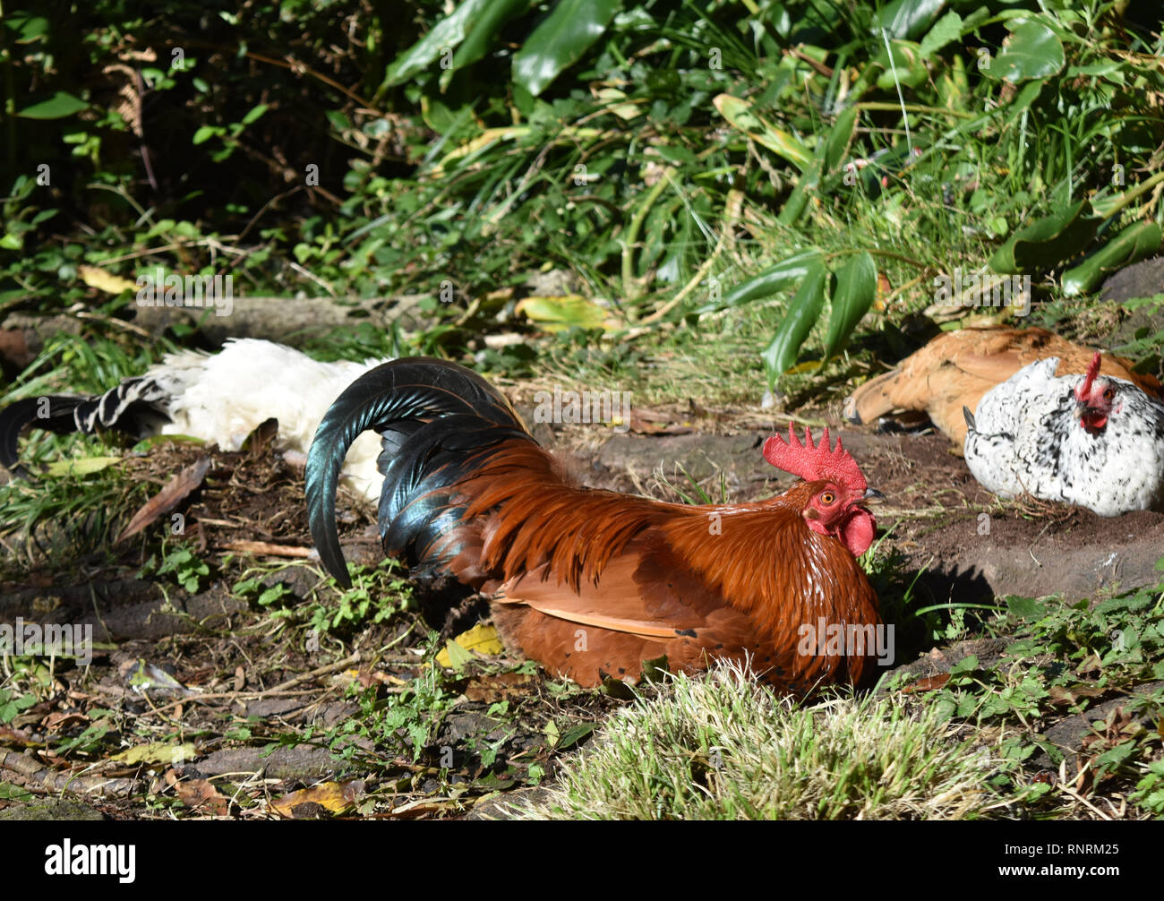Good looking brown rooster nesting in the sunshine Stock Photo - Alamy